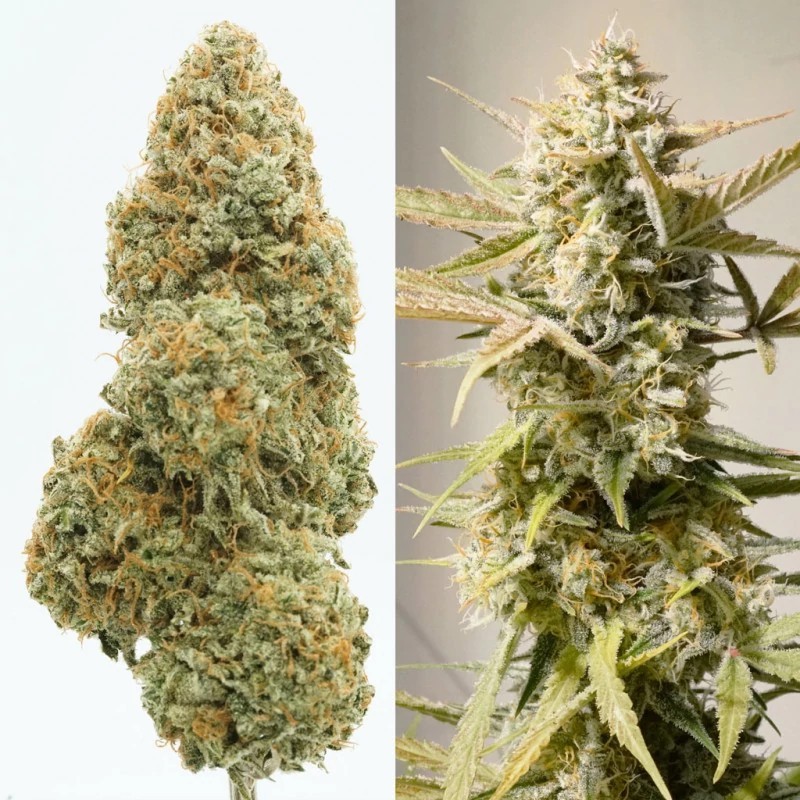 Cinderella Jack | Autoflower | Dutch Passion Seeds