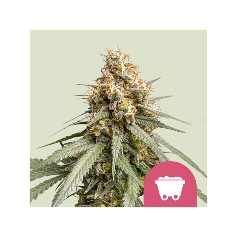 Shining Silver Haze | Feminized | Royal Queen Seeds